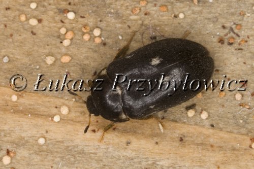 Chrząszcze (Coleoptera) - 2009-02-19-04 szubak dwukropek - Fotografia ...