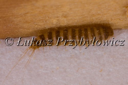 Chrząszcze (Coleoptera) - 2010-05-05-06 szubak Smirnowa - Fotografia ...