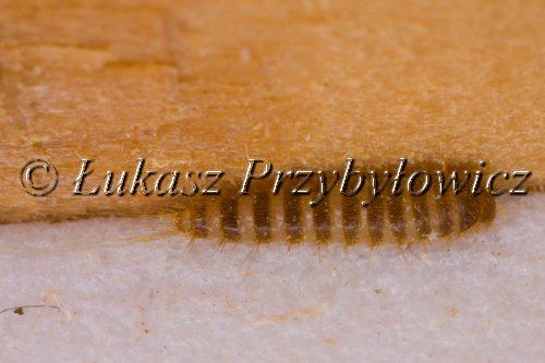 Chrząszcze (Coleoptera) - 2010-05-05-07 szubak Smirnowa - Fotografia ...